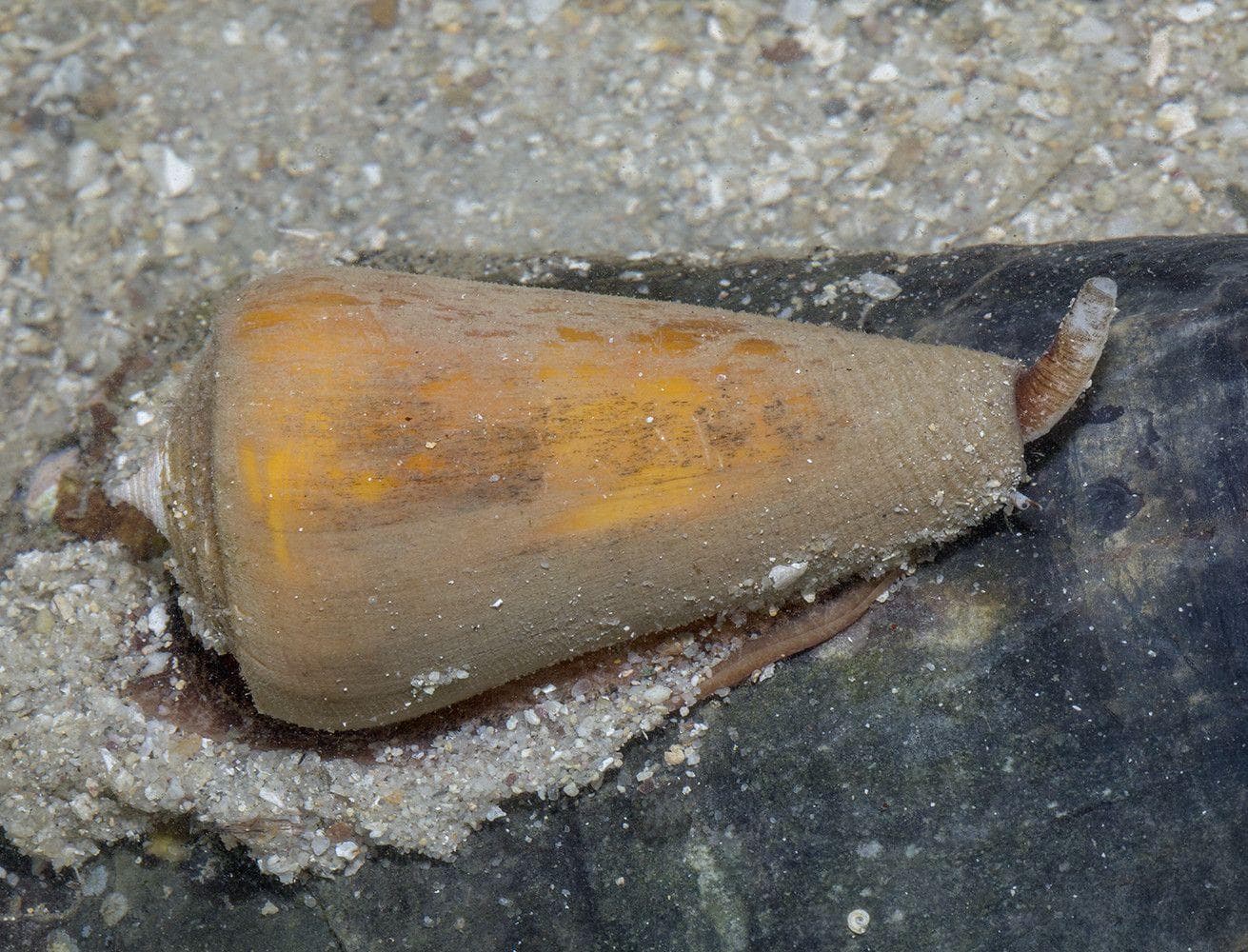 21 Creepy And Disturbing Facts That Made Us Say, 'Nope'