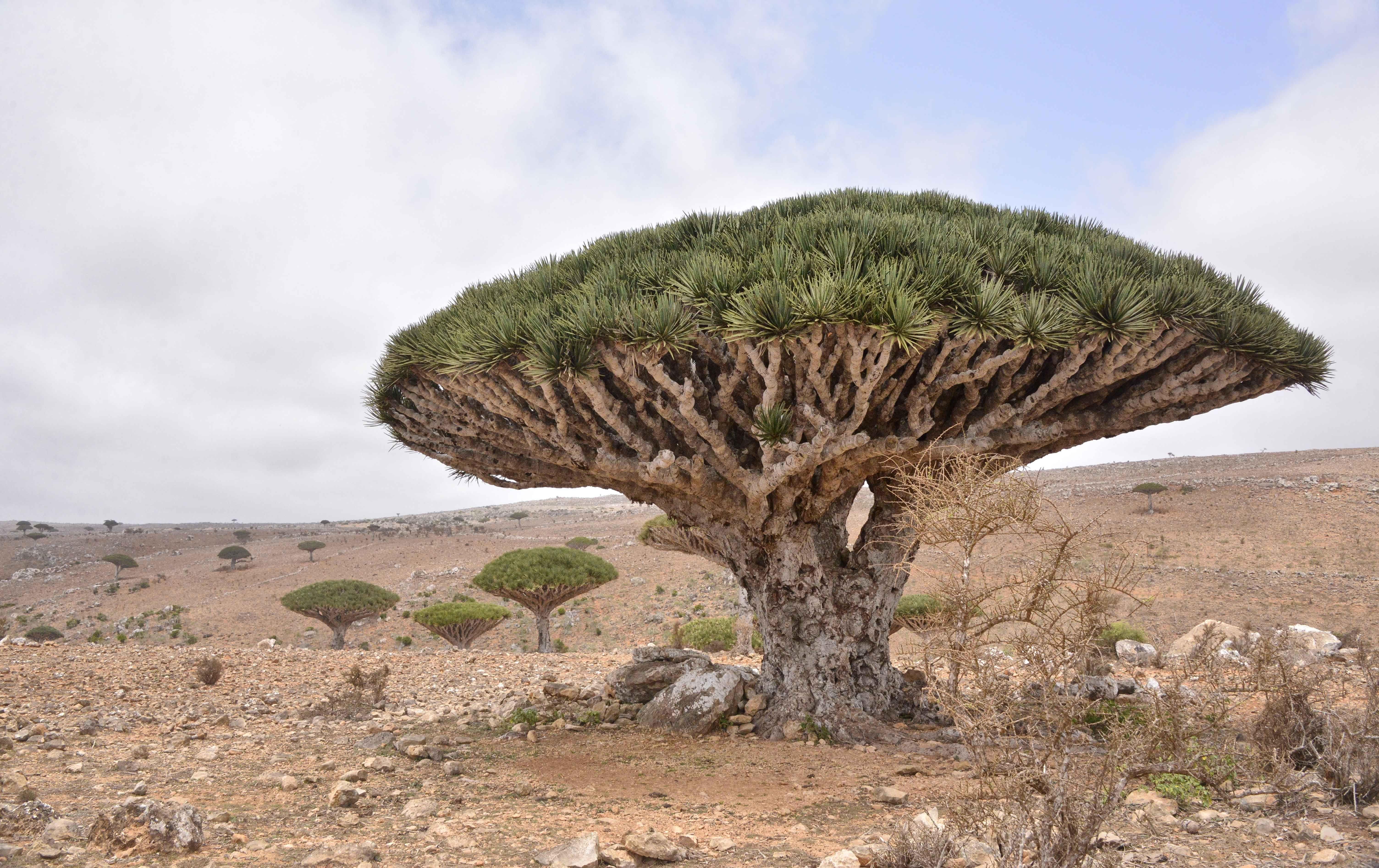 15 Unique And Weird Trees
