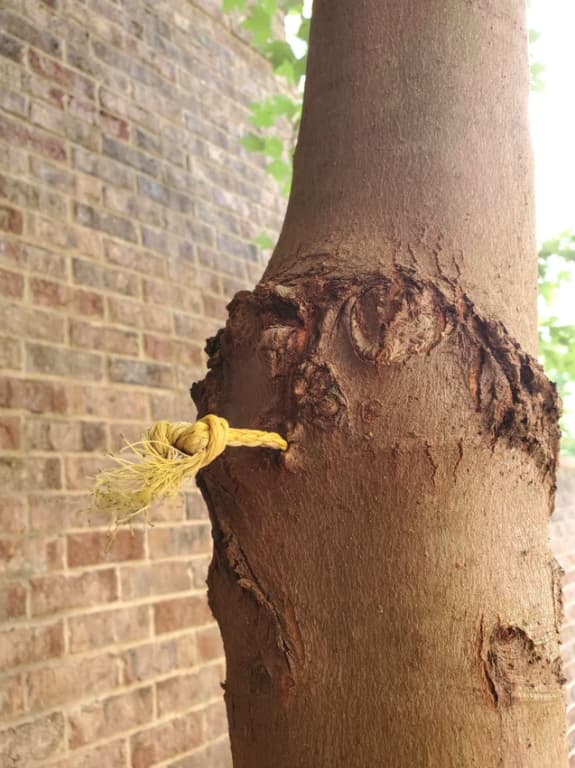 40 Weird Pictures Of Trees Eating Things People Left Behind