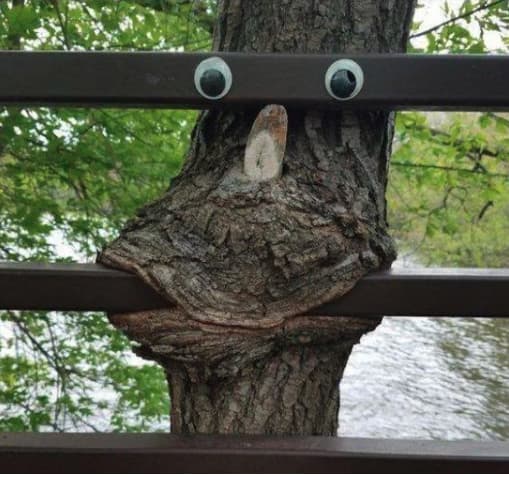 40 Weird Pictures Of Trees Eating Things People Left Behind