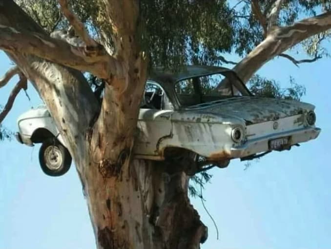 40 Weird Pictures Of Trees Eating Things People Left Behind