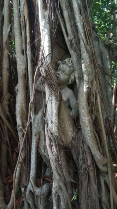 40 Weird Pictures Of Trees Eating Things People Left Behind