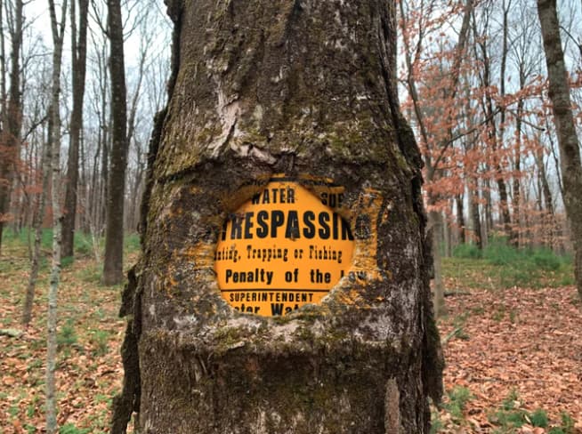 40 Weird Pictures Of Trees Eating Things People Left Behind