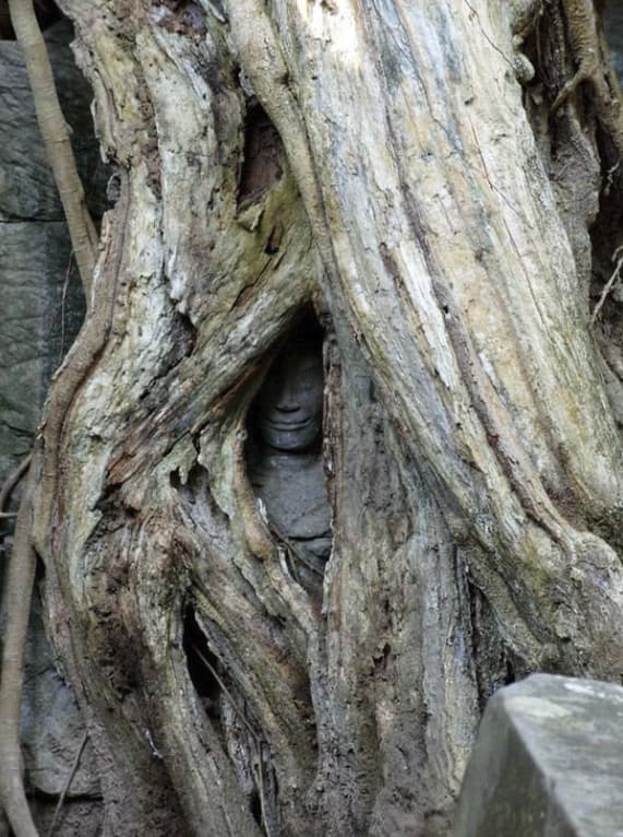 40 Weird Pictures Of Trees Eating Things People Left Behind