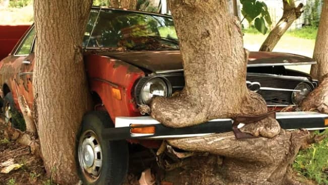 40 Weird Pictures Of Trees Eating Things People Left Behind
