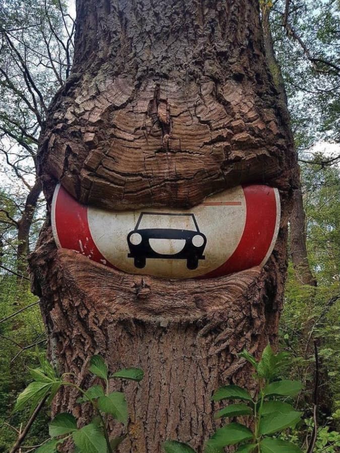 40 Weird Pictures Of Trees Eating Things People Left Behind