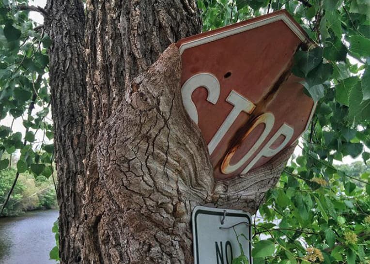 40 Weird Pictures Of Trees Eating Things People Left Behind