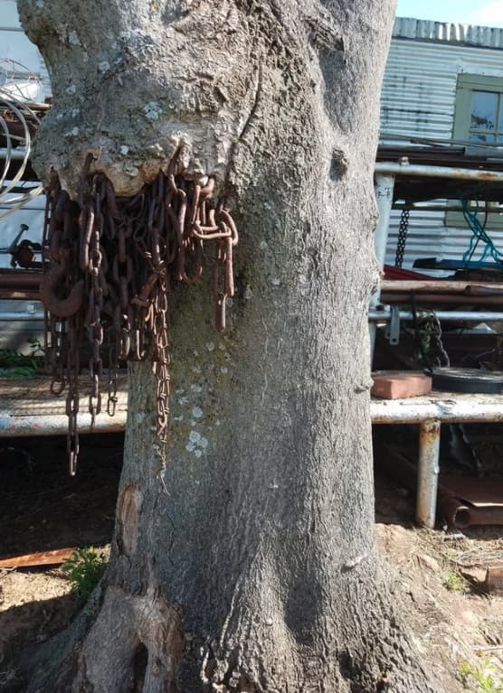 40 Weird Pictures Of Trees Eating Things People Left Behind