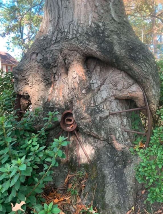 40 Weird Pictures Of Trees Eating Things People Left Behind