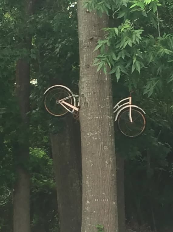 40 Weird Pictures Of Trees Eating Things People Left Behind