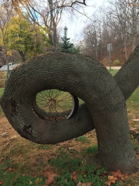 40 Weird Pictures Of Trees Eating Things People Left Behind