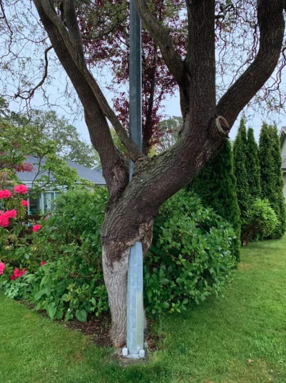 40 Weird Pictures Of Trees Eating Things People Left Behind
