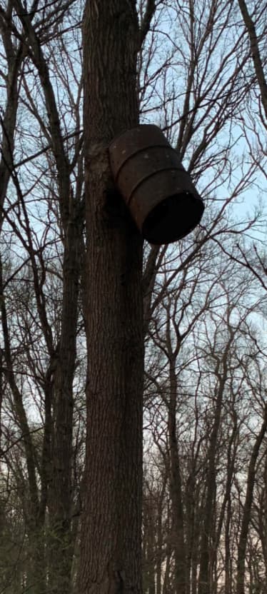 40 Weird Pictures Of Trees Eating Things People Left Behind