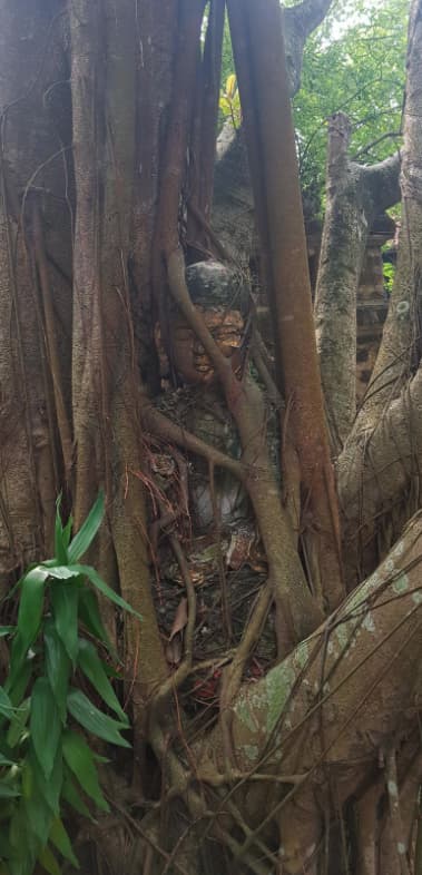 40 Weird Pictures Of Trees Eating Things People Left Behind