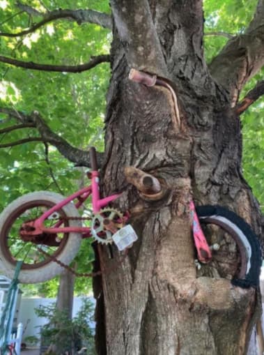 40 Weird Pictures Of Trees Eating Things People Left Behind