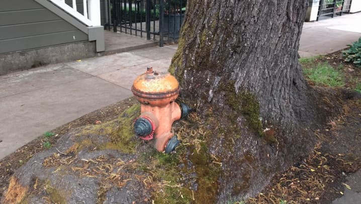 40 Weird Pictures Of Trees Eating Things People Left Behind