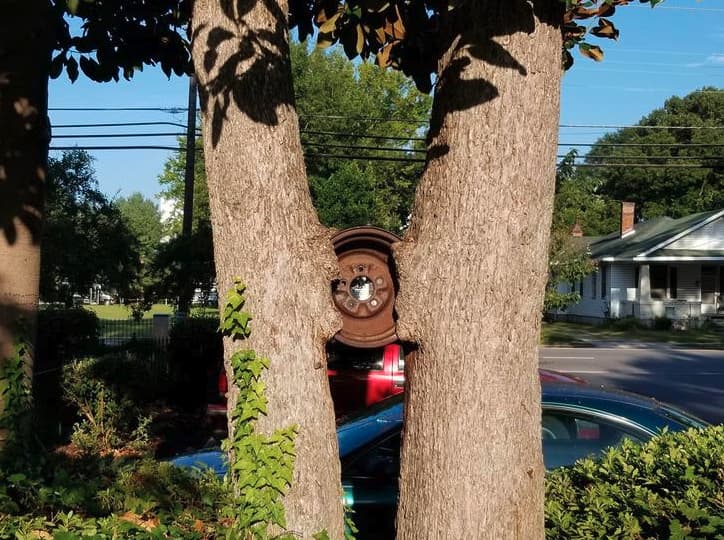 40 Weird Pictures Of Trees Eating Things People Left Behind