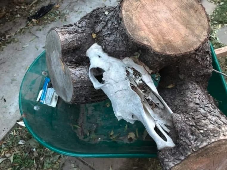 40 Weird Pictures Of Trees Eating Things People Left Behind