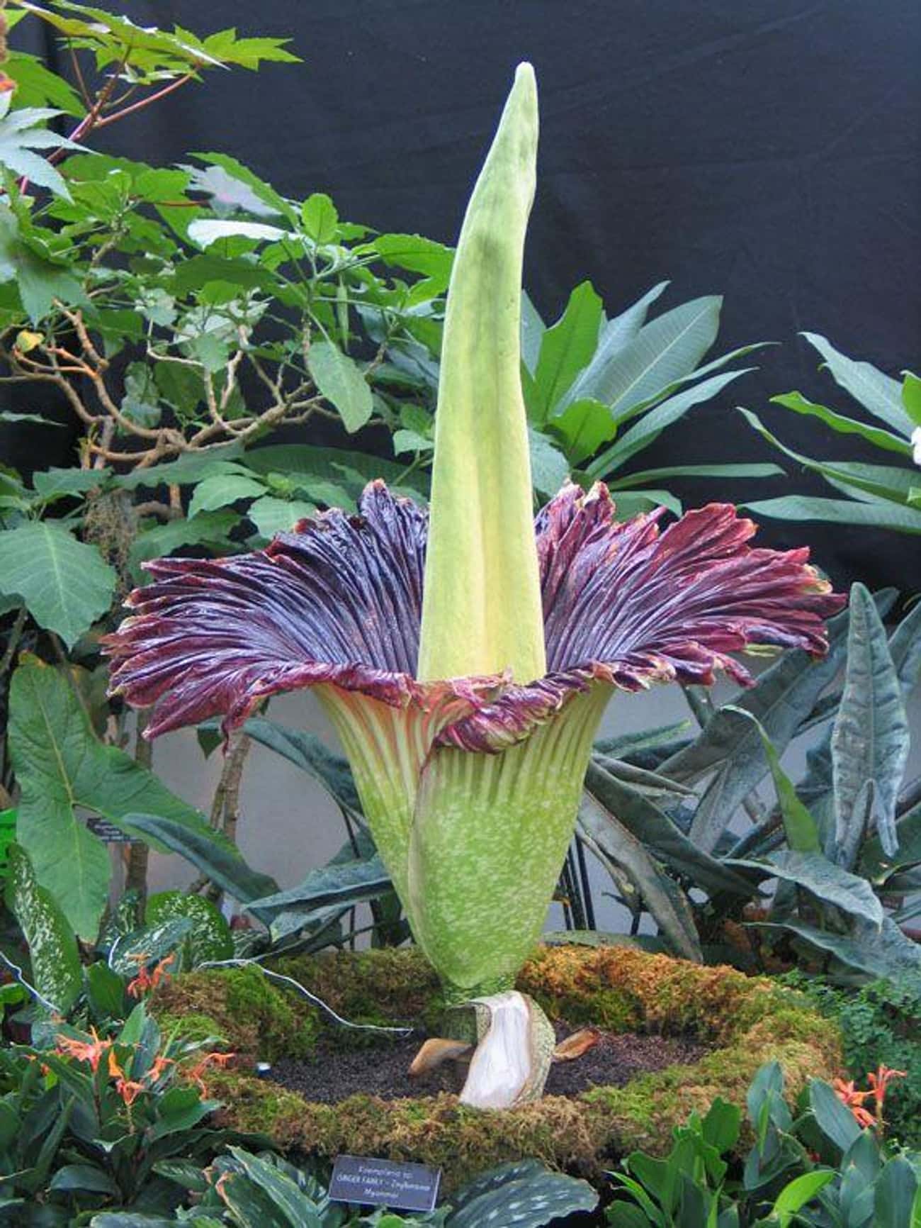 15 Interesting Plants That Are Going Extinct 15 Interesting Plants That Are Going Extinct