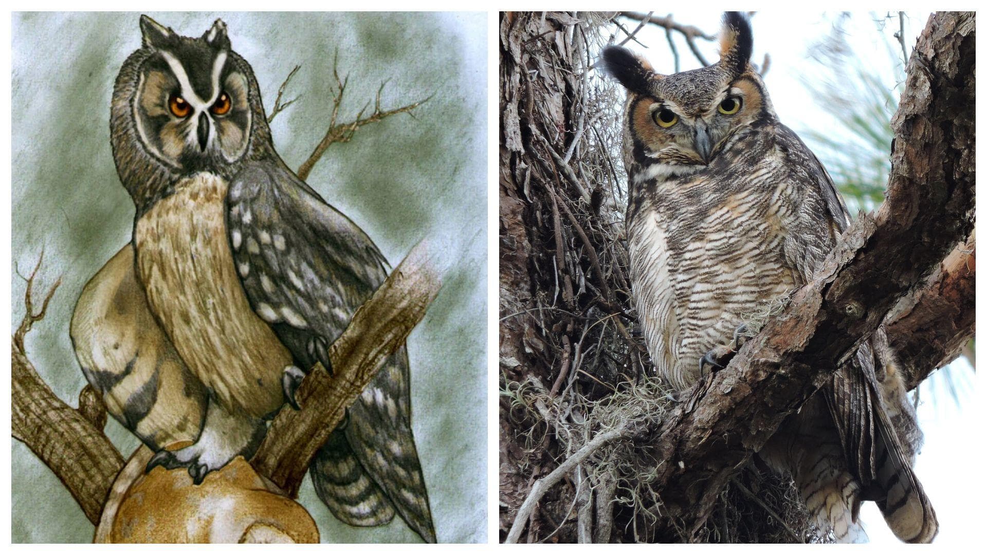 Modern Animals And Their Prehistoric Counterparts