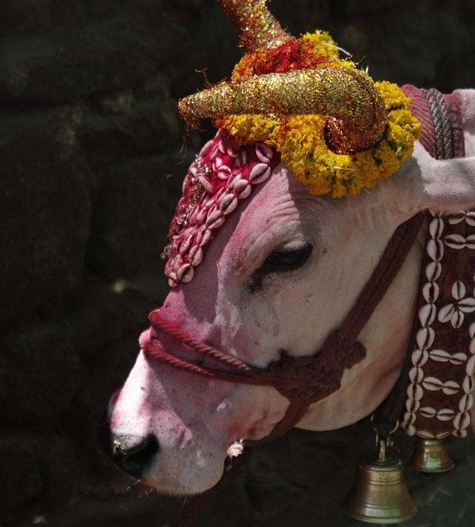 15 Animals Worshipped Through The Ages