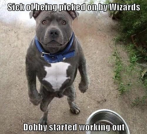 18 Memes For 'Harry Potter' Fans Who Thought Dobby Was The Real Star
