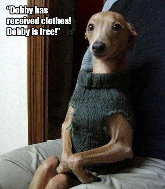 18 Memes For 'Harry Potter' Fans Who Thought Dobby Was The Real Star