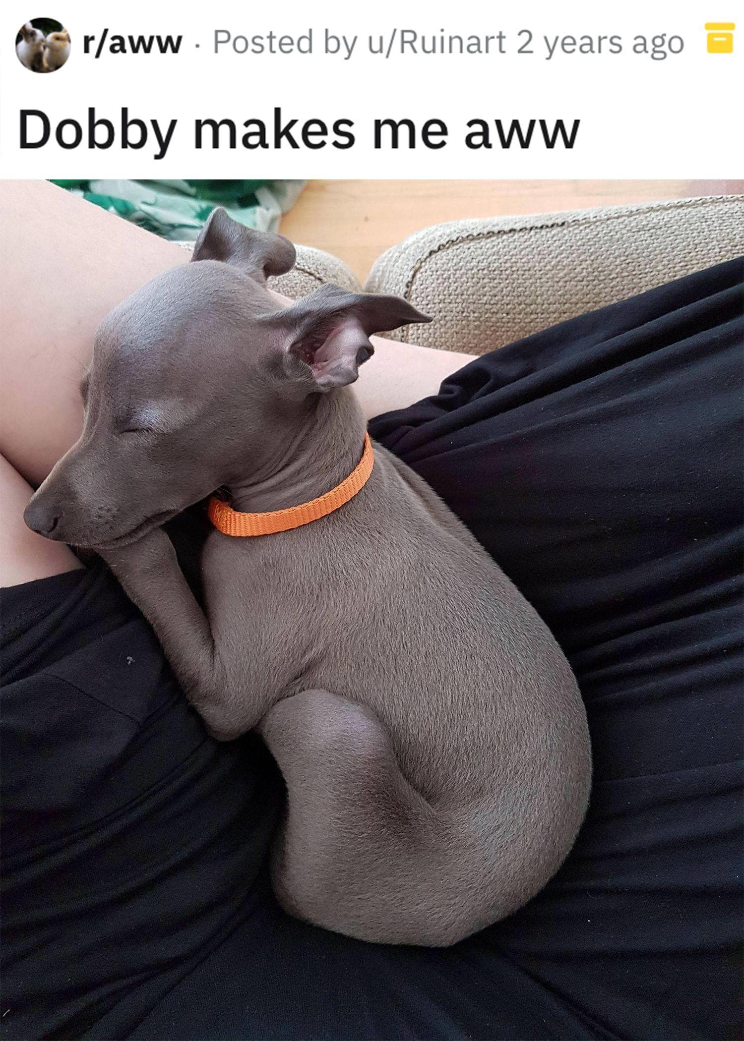 13 Pups Named After Dobby The House Elf From 'Harry Potter' That Are ...