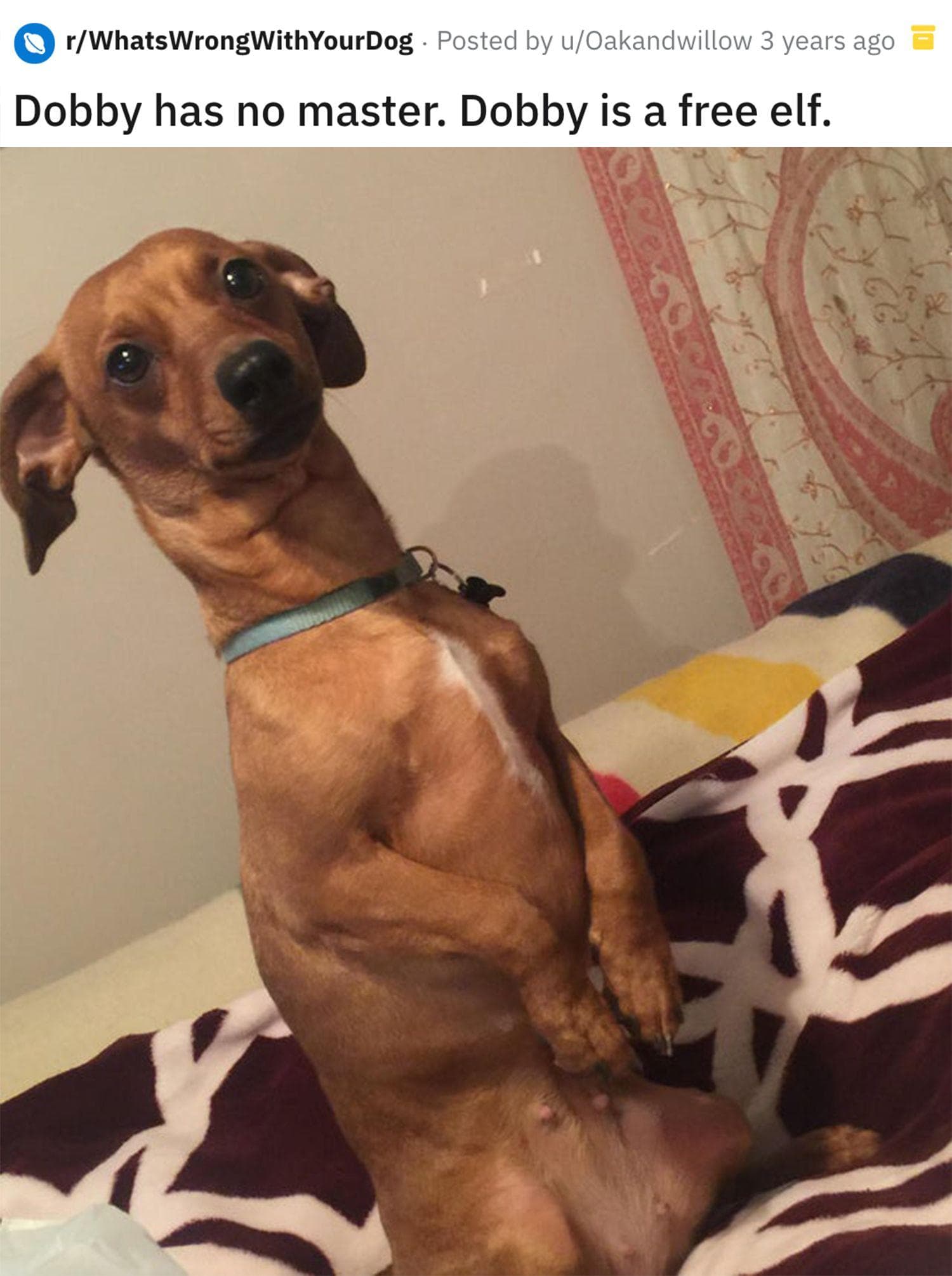 13 Pups Named After Dobby The House Elf From 'Harry Potter' That Are ...