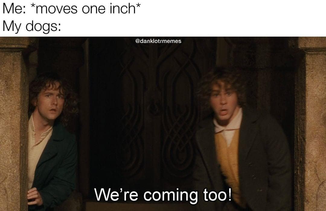 21 Merry And Pippin Memes That Could Accidentally Save Middle Earth