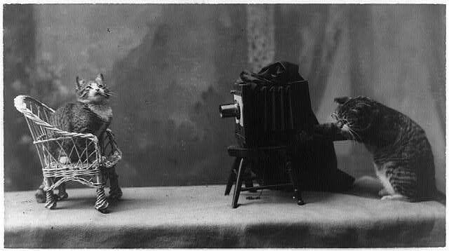 Historic Pictures of Cats | Cats in History