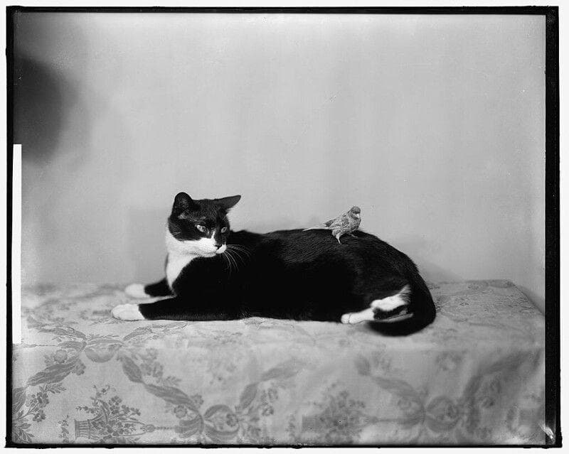 Historic Pictures of Cats | Cats in History