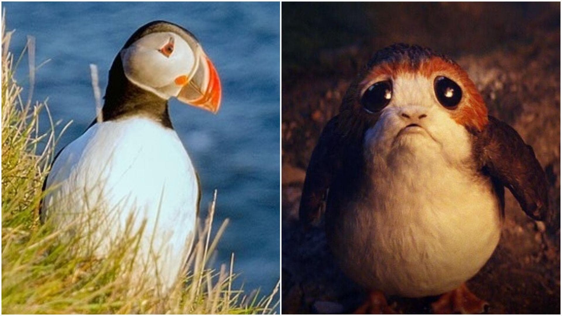 Things You Didn't Know About The Star Wars Sequel Trilogy