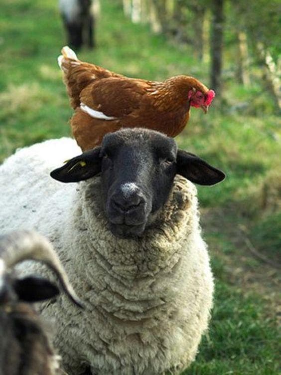 Animals Riding Other Animals | List of Animal Piggyback Rides