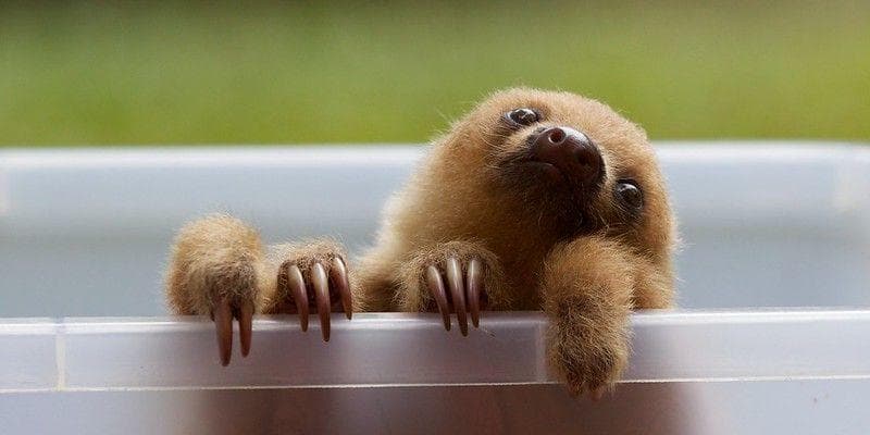 Baby Sloths Taking A Bath