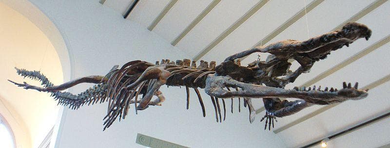 Things About The Jurassic Period We Just Learned That Made Us Say 'Really?"