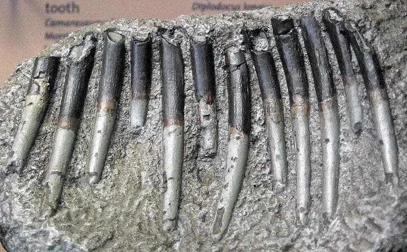 Things About The Jurassic Period We Just Learned That Made Us Say 'Really?"