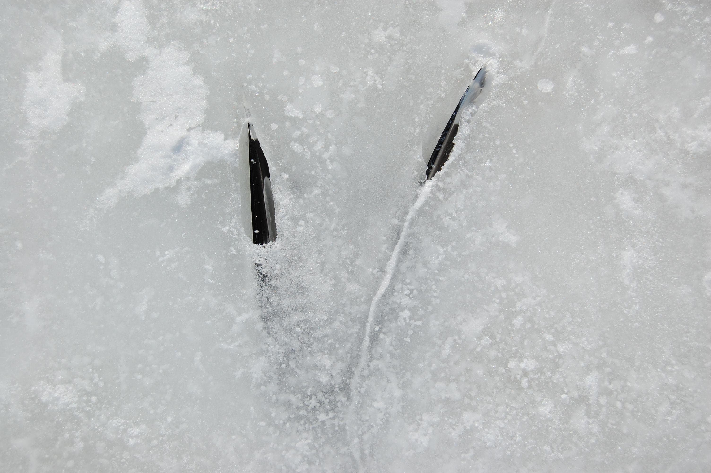 11 Chilling Photos Of Frozen Animals