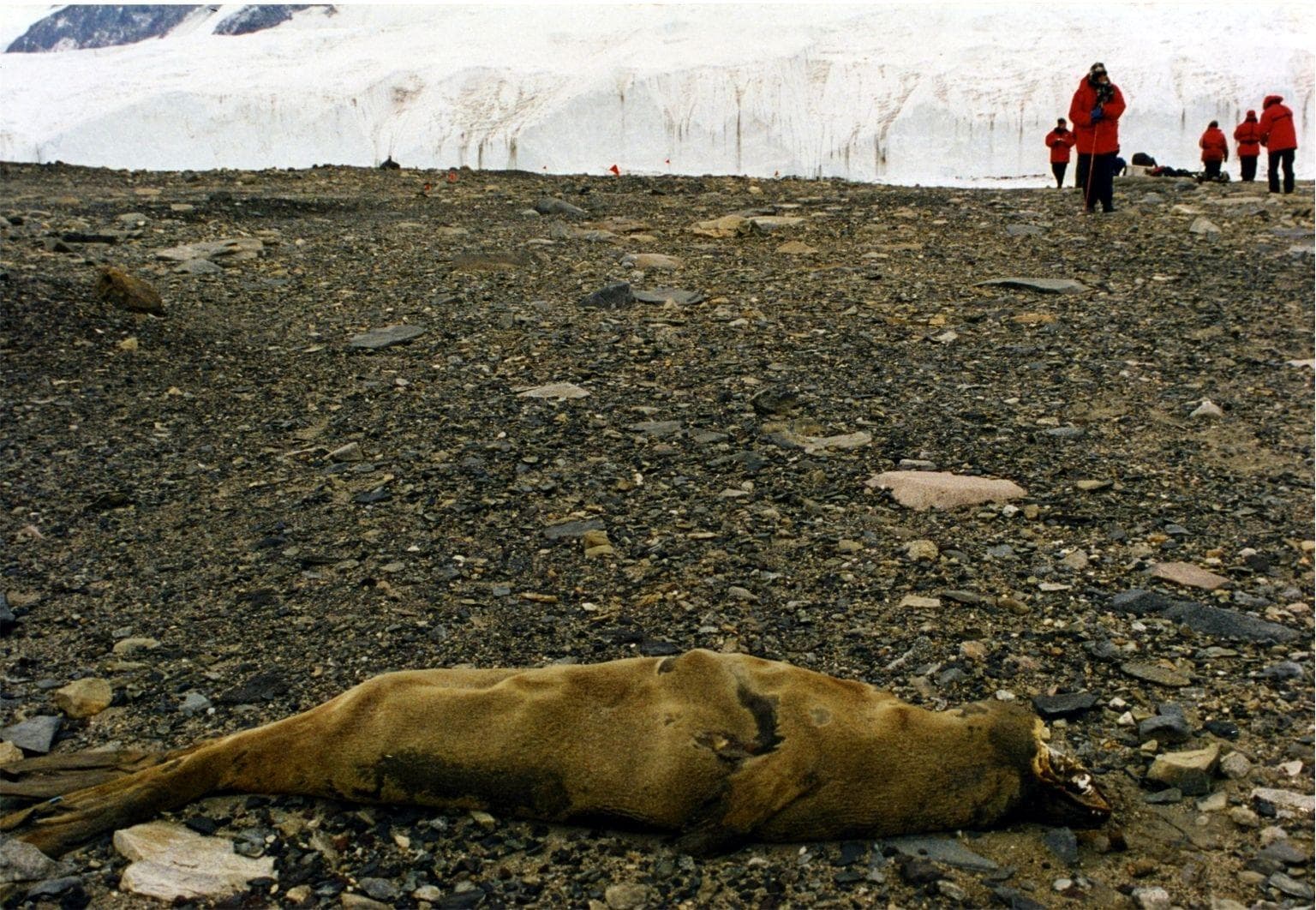 11 Chilling Photos Of Frozen Animals