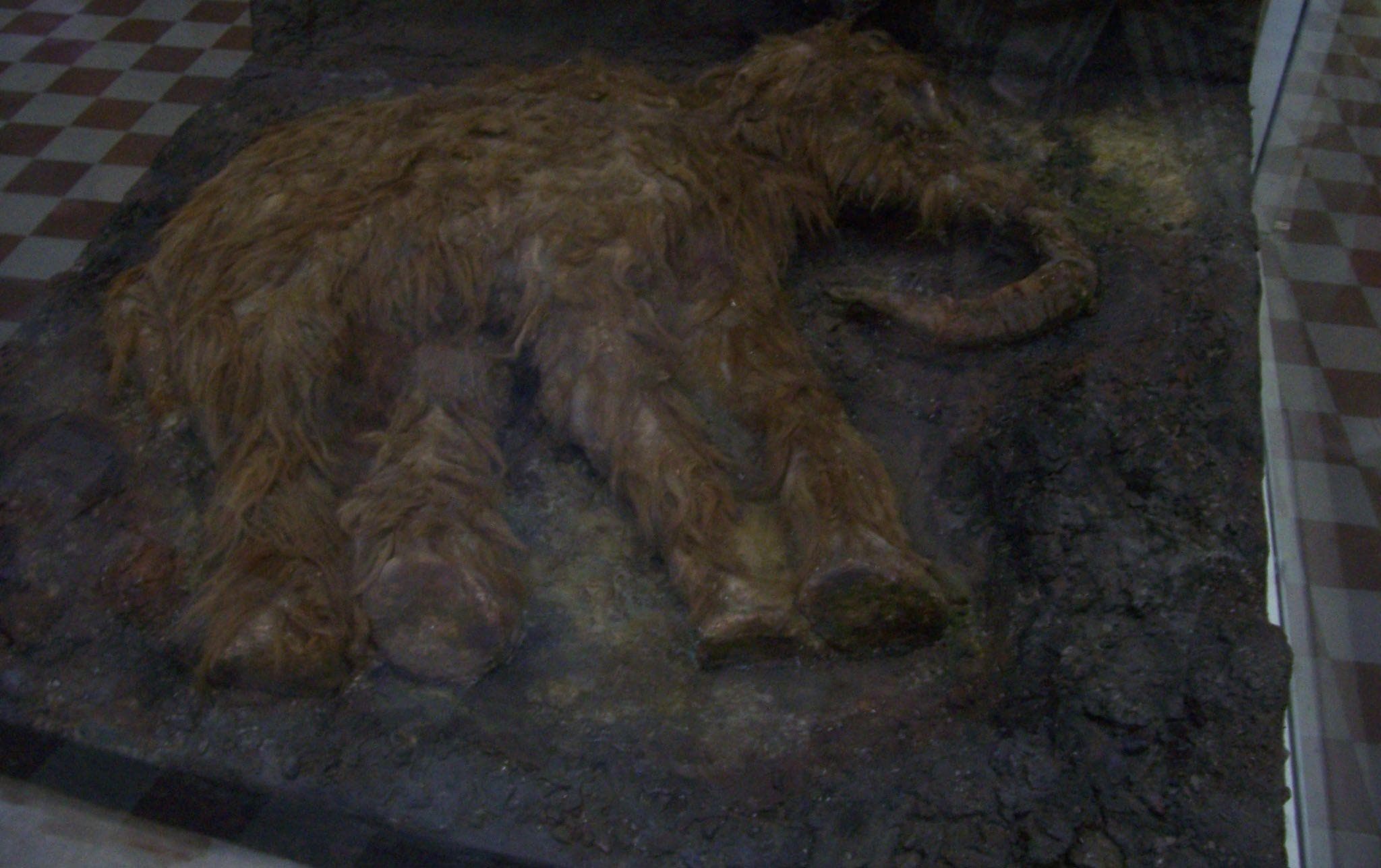 11 Chilling Photos Of Frozen Animals