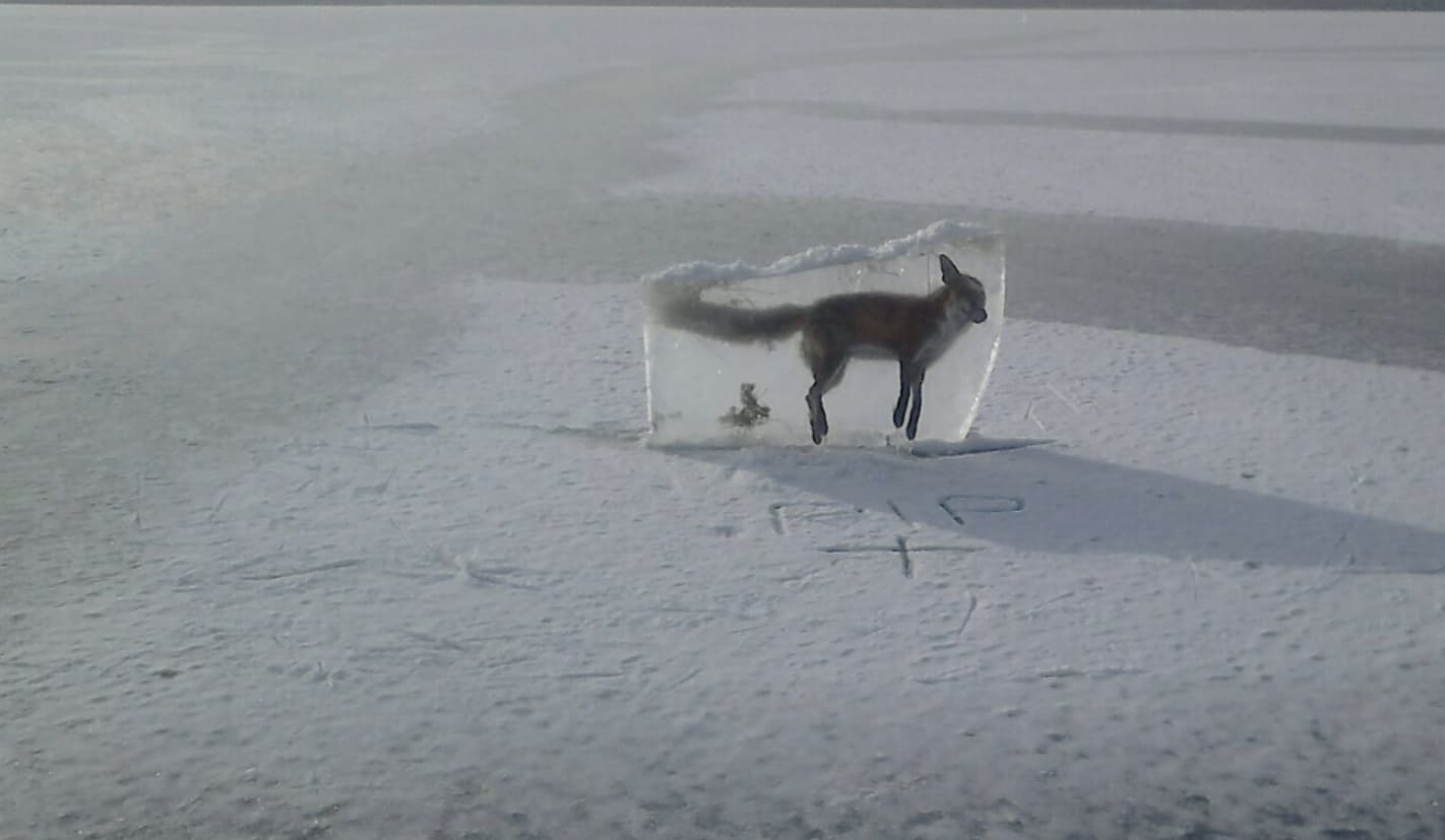 11 Chilling Photos Of Frozen Animals