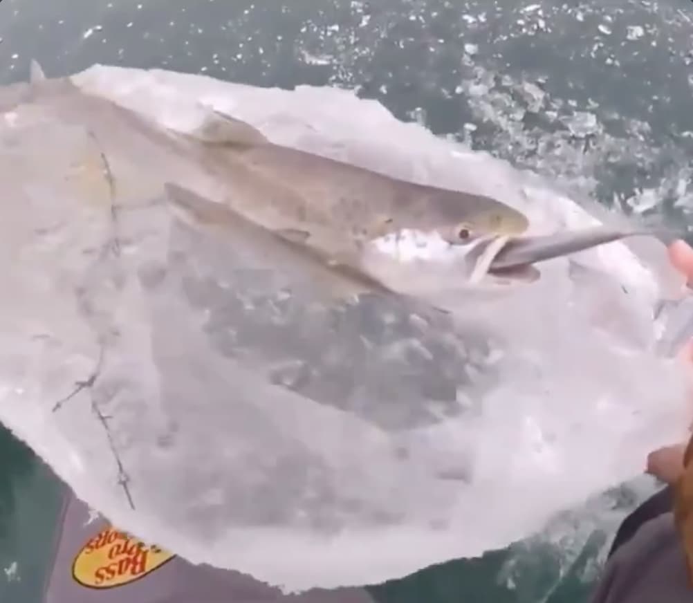 11 Chilling Photos Of Frozen Animals