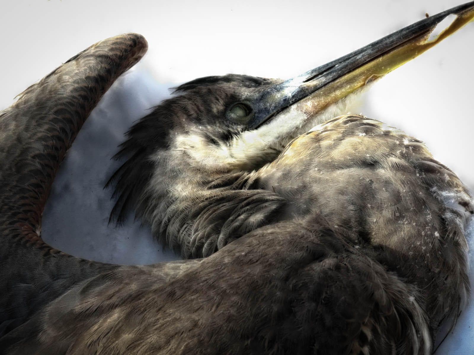 11 Chilling Photos Of Frozen Animals