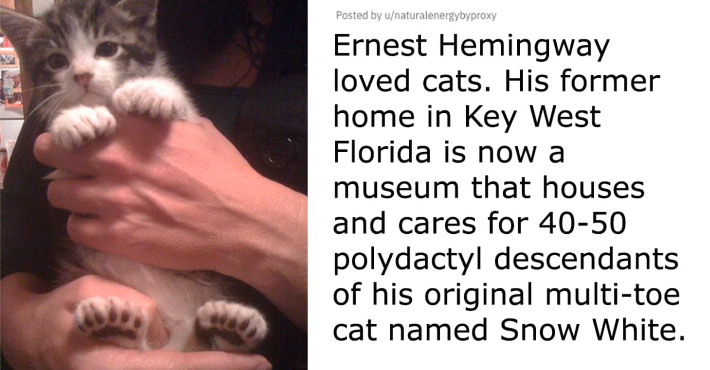 16 Fascinating Stories We Learned About Ernest Hemingway's Legendary Life