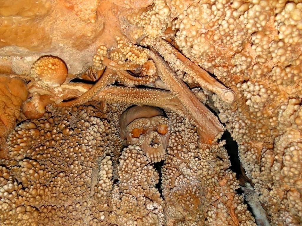 Truly Ancient Fossils That Made Us Say Whoa