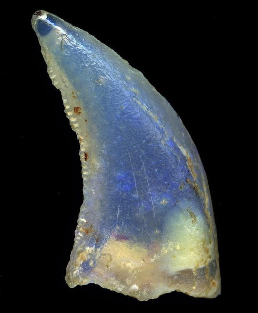 Truly Ancient Fossils That Made Us Say 'Whoa'