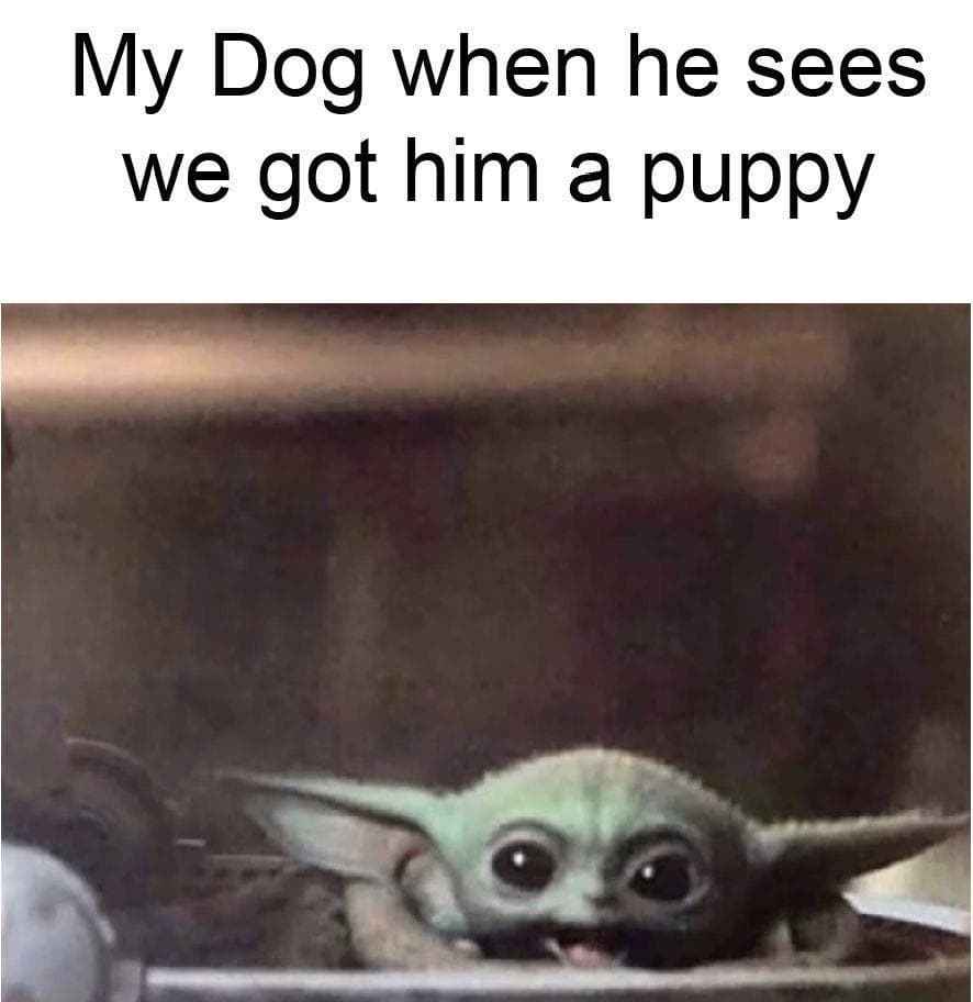 25 Wholesome Grogu Memes To Show You This Is The Way