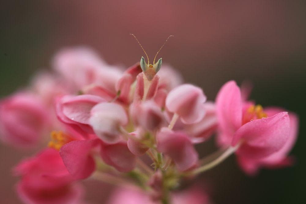Amazing Insects and Spiders With Extraordinary Camouflage Abilities