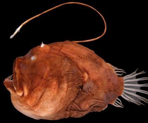 12 Wild Facts About Wild Animals We Just Learned That We Can't Get Out ...