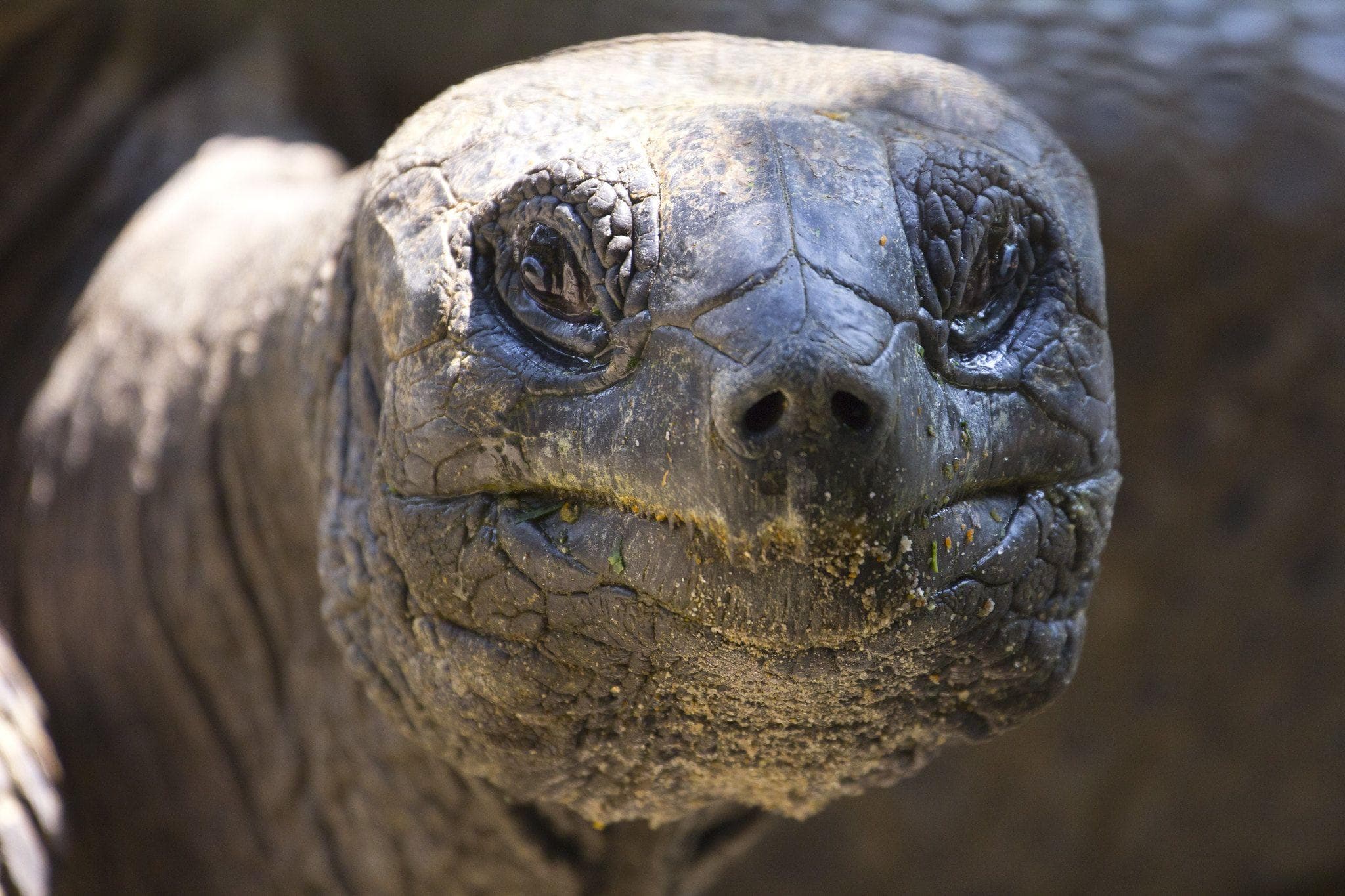 How Long The Oldest Members Of 16 Species Actually Lived